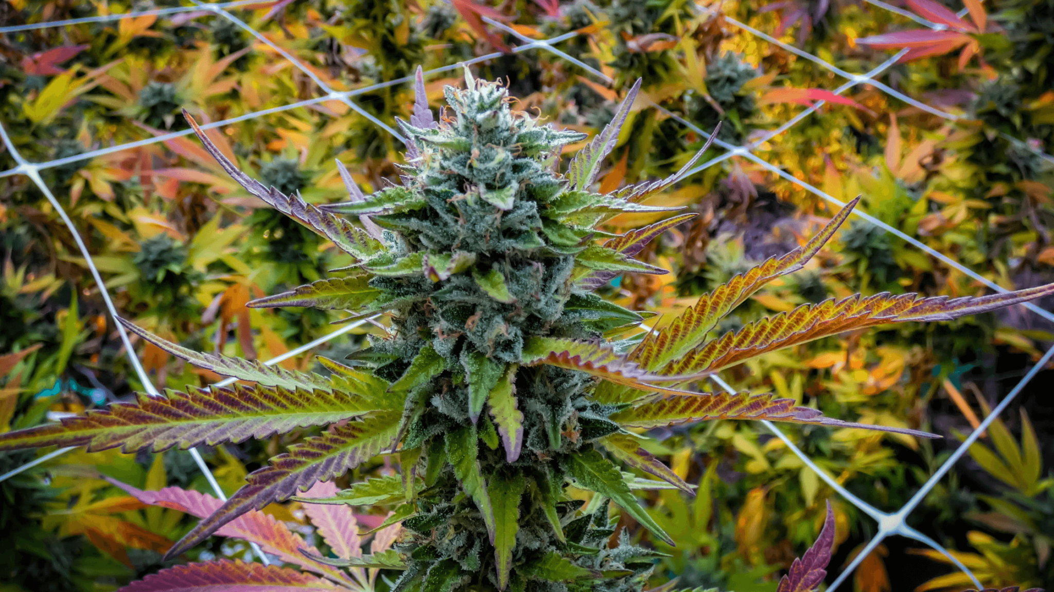 Managing inventory for CTLS Health Canada reports: What you need to ...